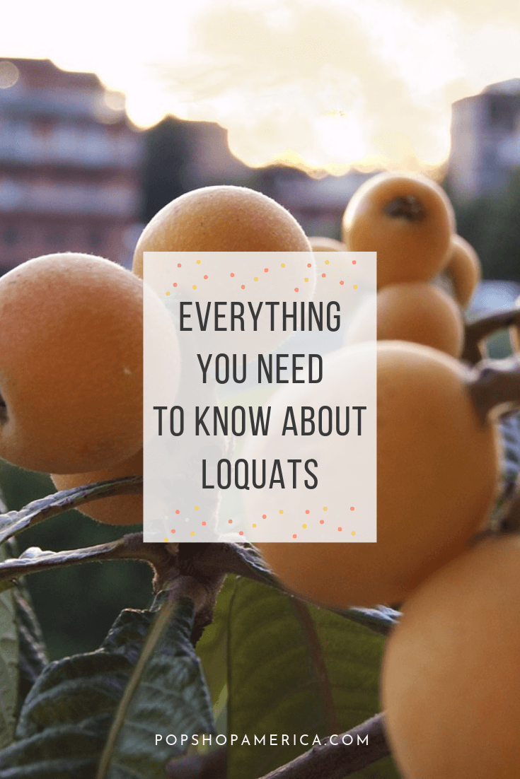 Everything You Need to Know about Loquats