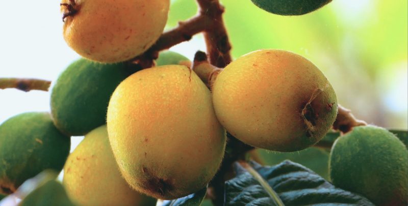Everything You Need to Know about Loquats