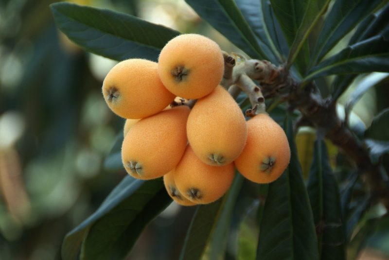 Everything You Need to Know about Loquats