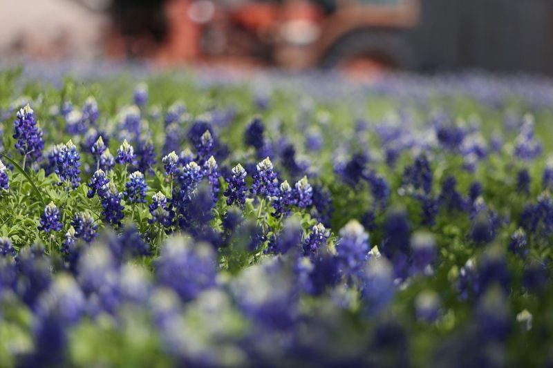 How to Grow Texas Bluebonnets