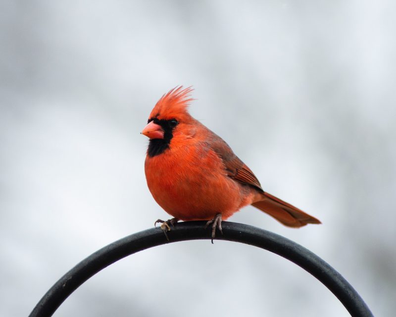A Quick Guide to Common Birds in North America