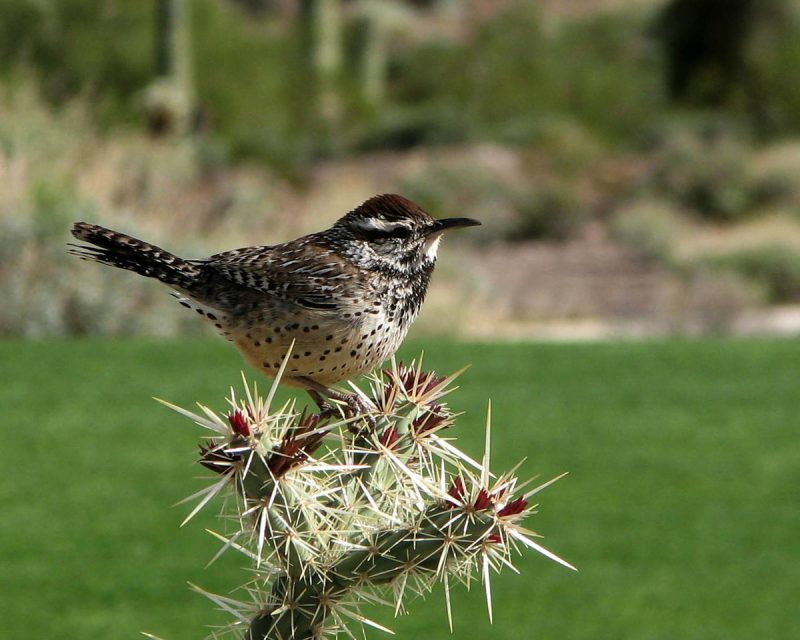 A Quick Guide to Common Birds in North America
