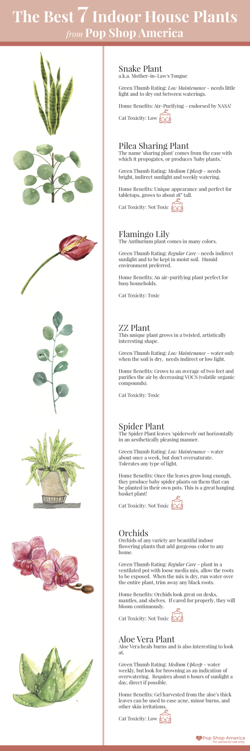 The 7 Best Indoor House Plants