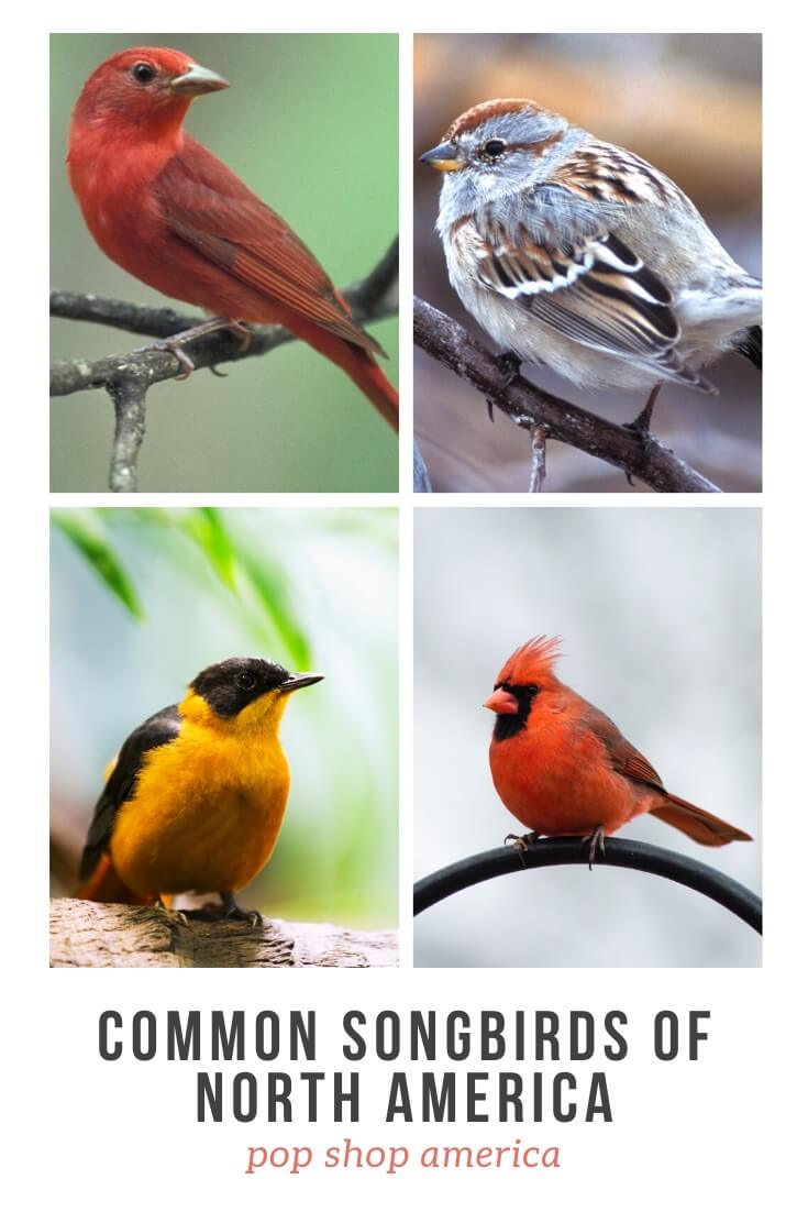 A Quick Guide to Common Birds in North America