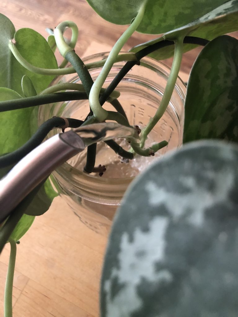How to Propagate a Pothos Plant in Water