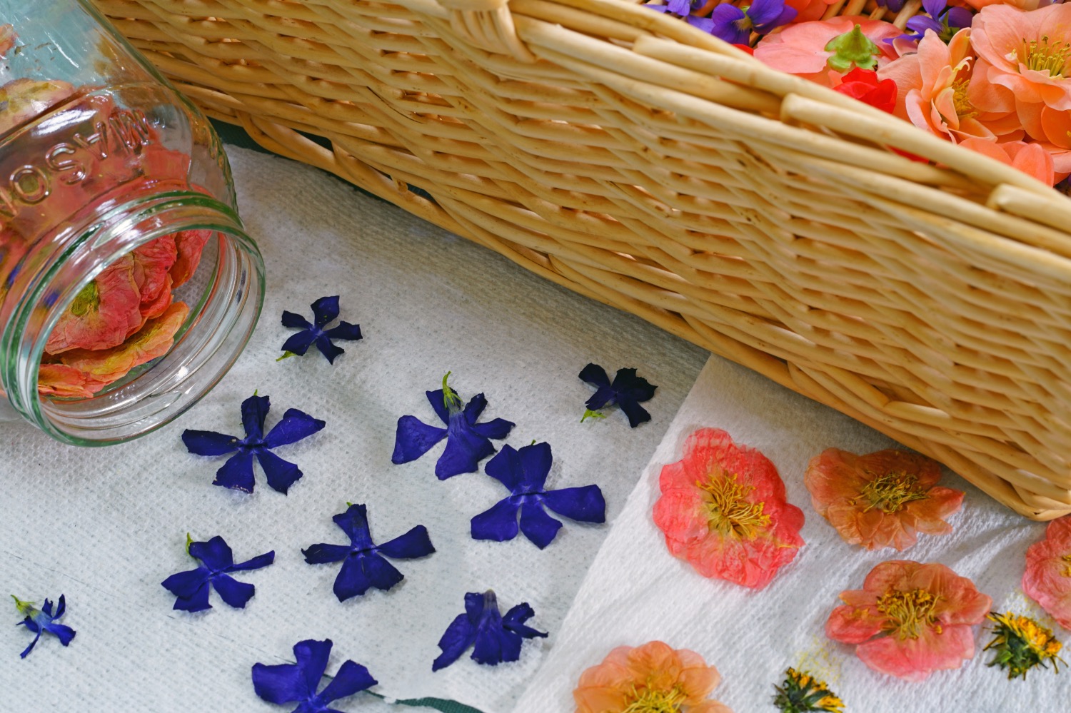 How To Press Flowers With A Microwave