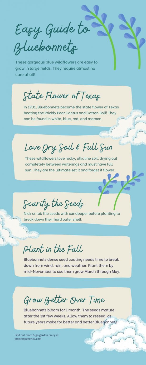 How to Grow Texas Bluebonnets