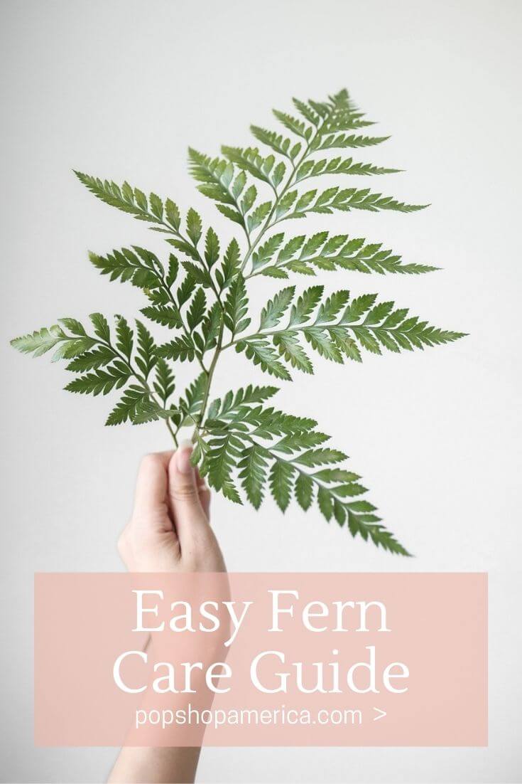 Everything You Need to Know about Ferns