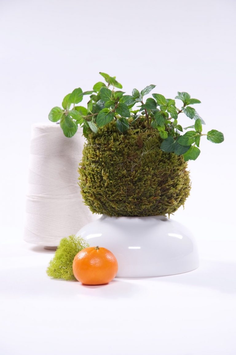 15+ Gorgeous Ways to Display Kokedamas